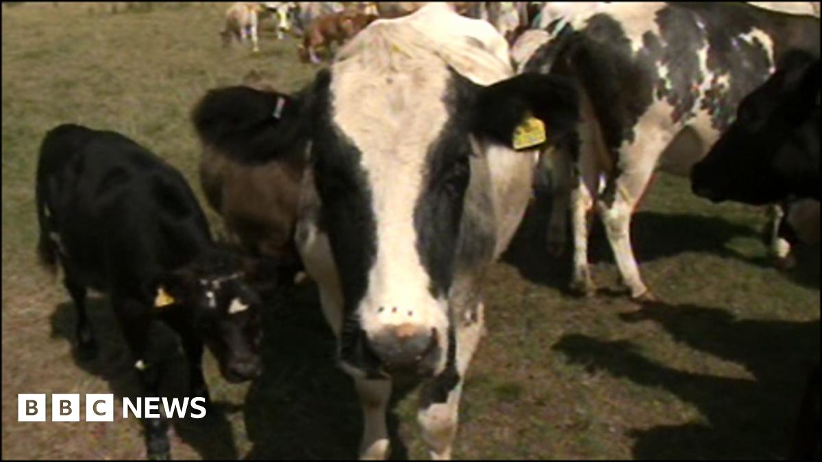 Cow stampede in Berkshire 'nearly killed' Emma Gregory - BBC News