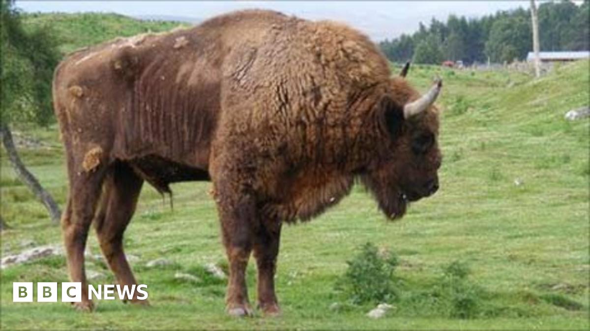 Highland Wildlife Park unveils new European bison bull - BBC News