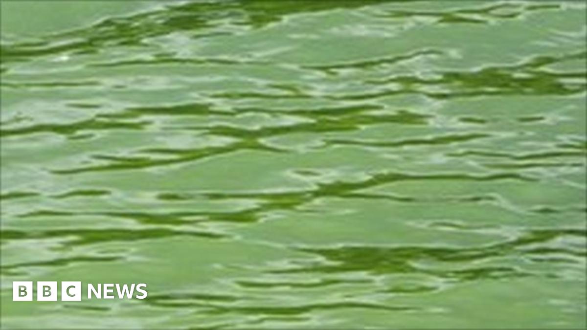 Warning over toxic blue-green algae hazard - BBC News