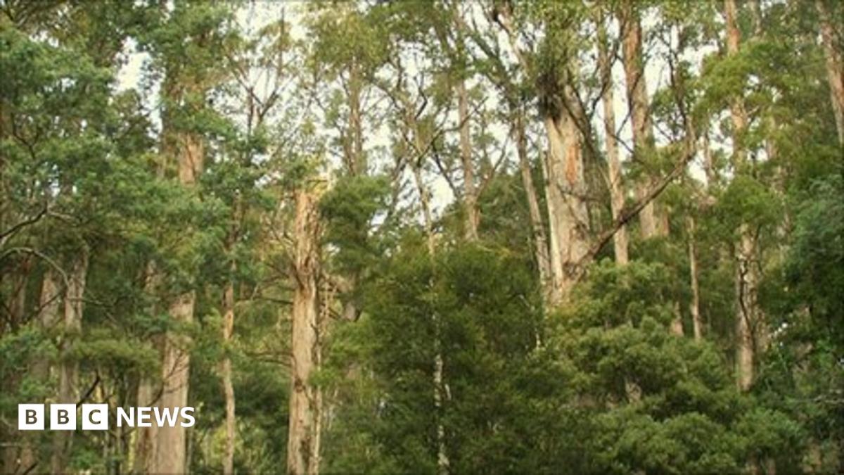 Australia signs deal to save Tasmania's native forests - BBC News