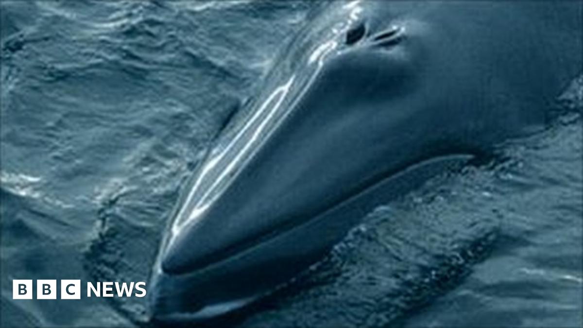 Record numbers of marine life seen off Cornwall's coast - BBC News