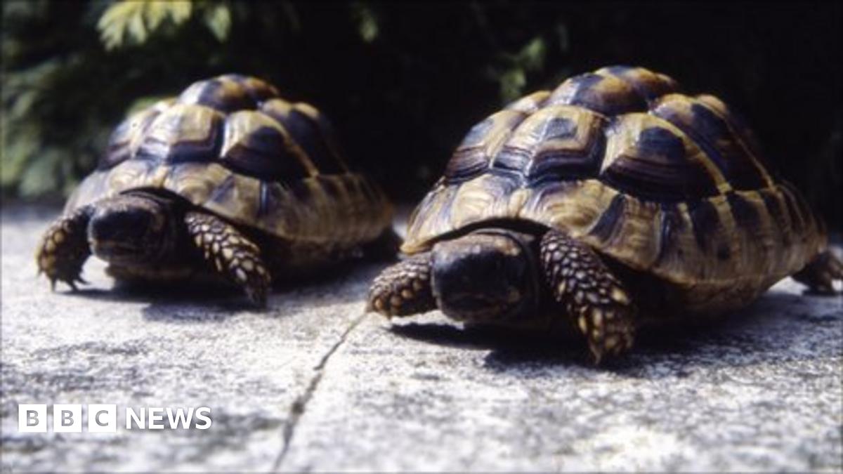 Tortoises stolen from Surrey return to home of 45 years - BBC News