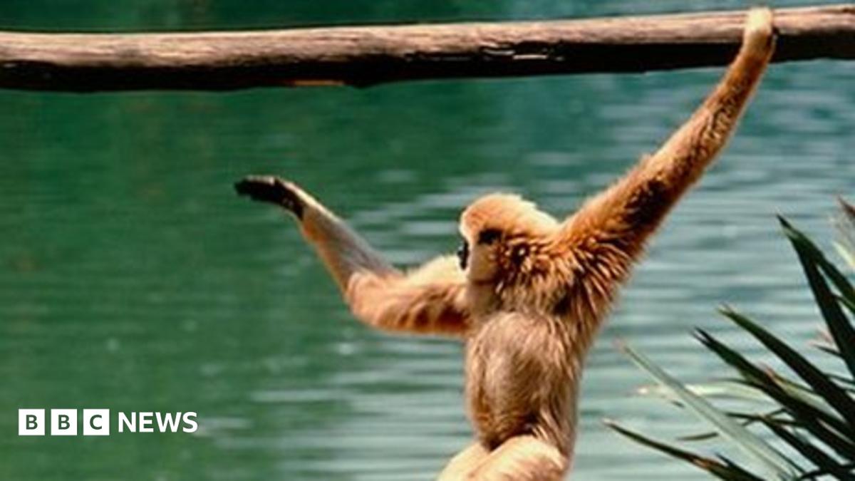 Gibbons' extraordinary jumps 'down to technique' - BBC News