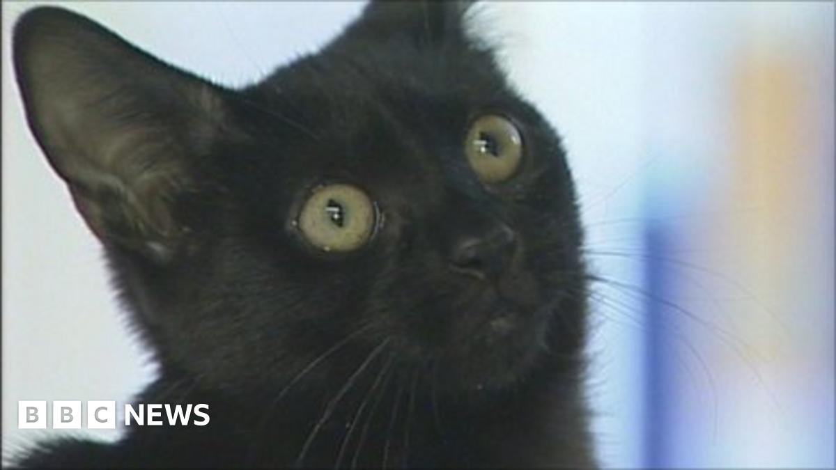 East Anglia shelters see rise in unwanted cats - BBC News