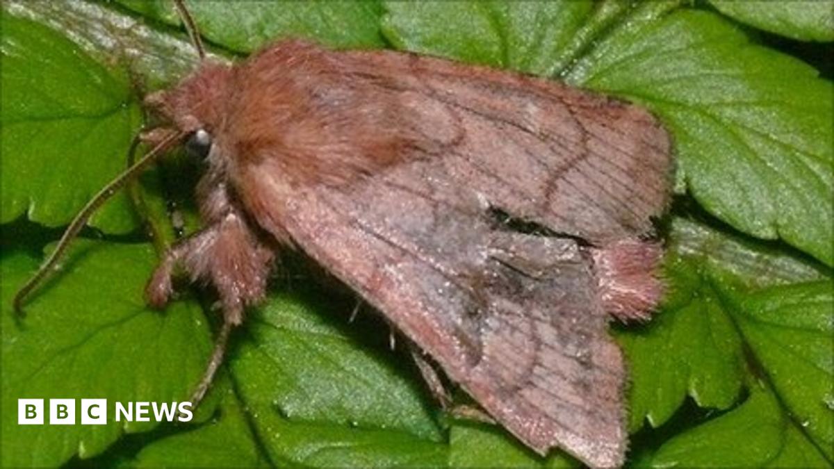 Rare Silurian moth sighted in Brecon park 35 years on - BBC News
