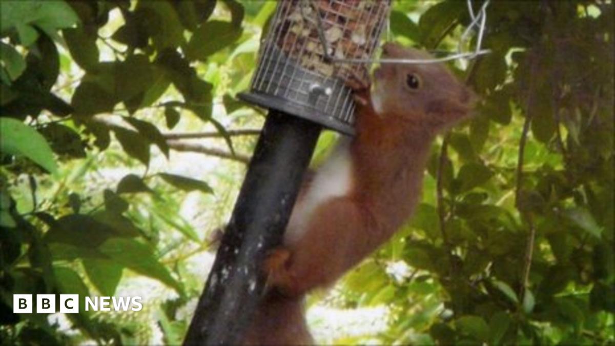 Plan to cull thousands of grey squirrels in Gwynedd - BBC News