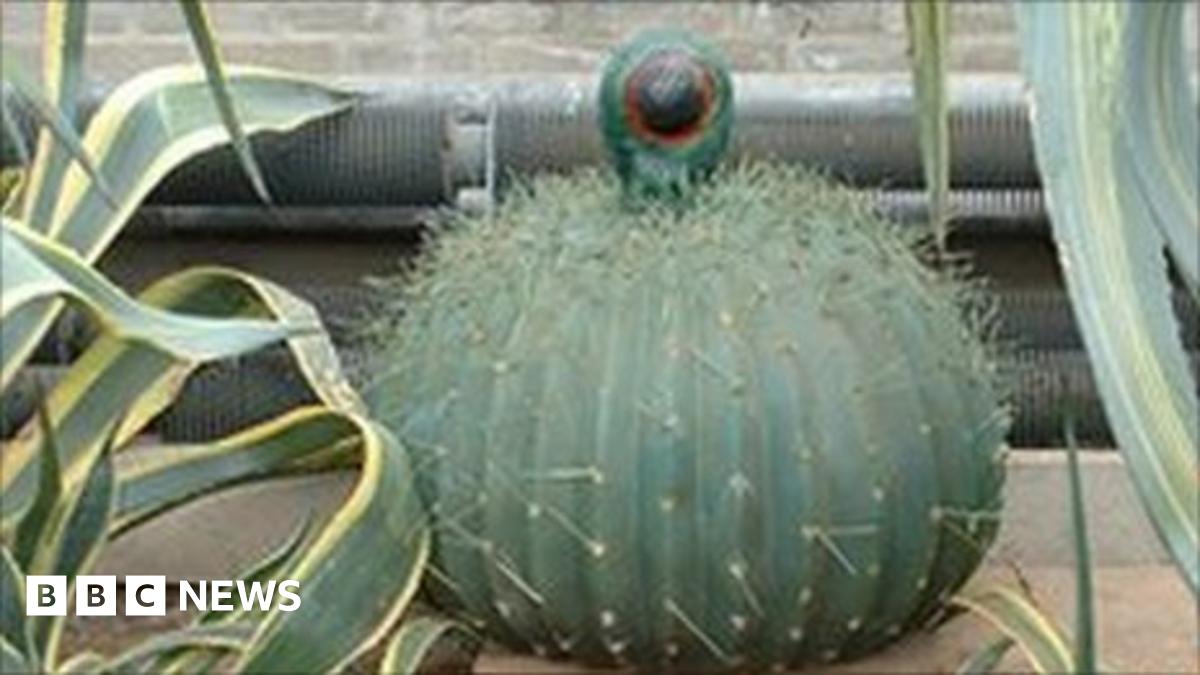 Aberdeen park welcomes back Spike the 'talking cactus' - BBC News