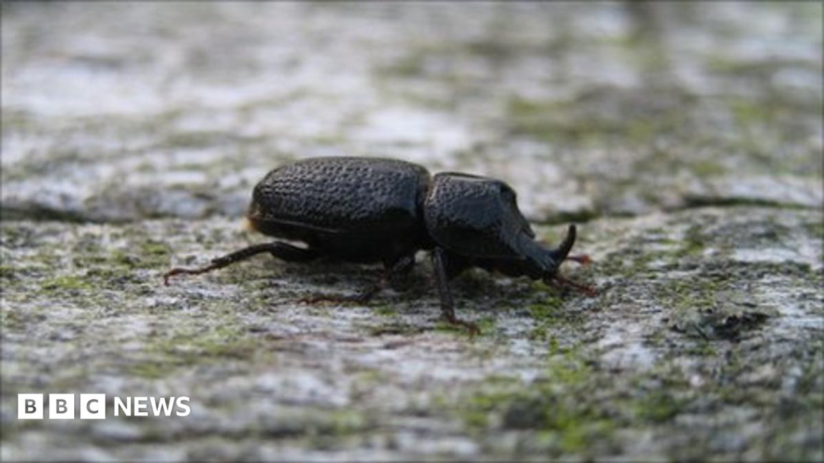 Rhino beetle discovery prompts 'safari on the Solway' - BBC News