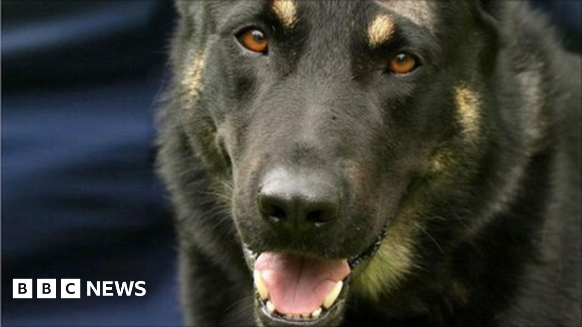 London riots: Police dog suffered fractured skull - BBC News
