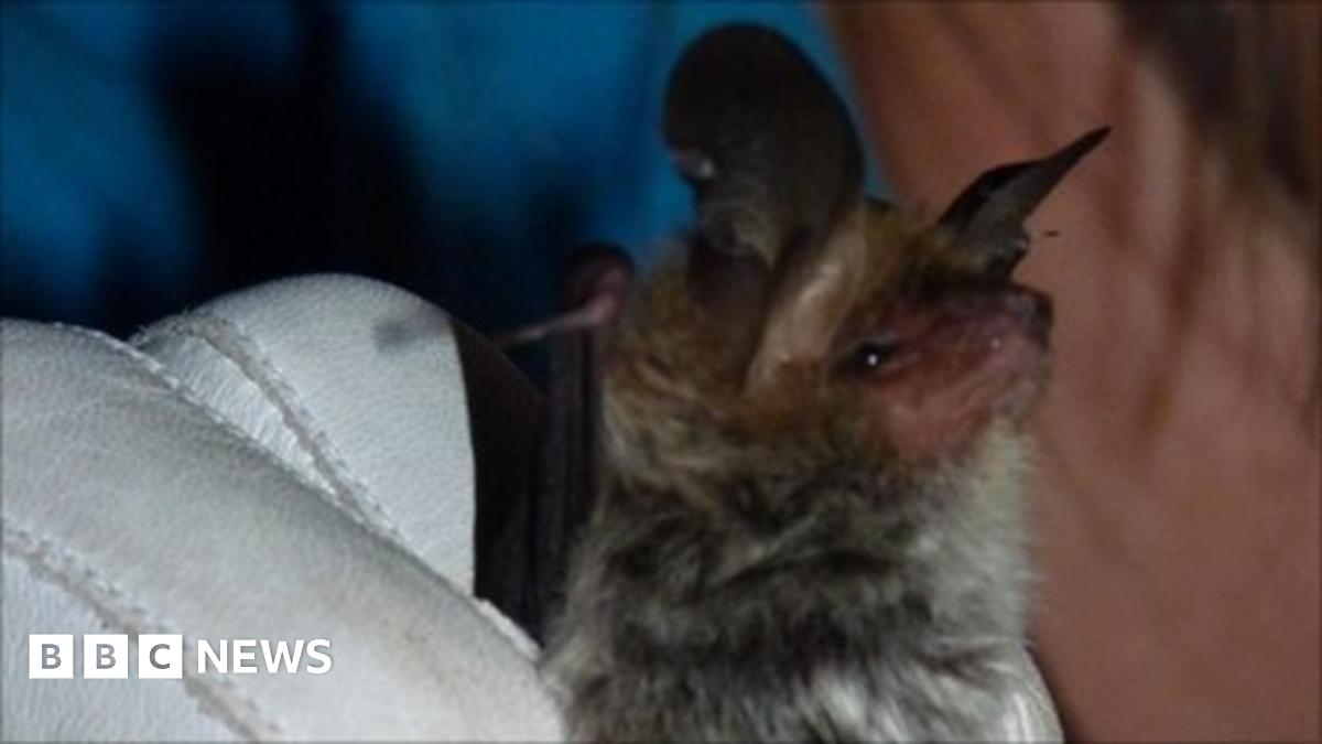 Bechstein's bats found in Trench Wood in Worcestershire - BBC News