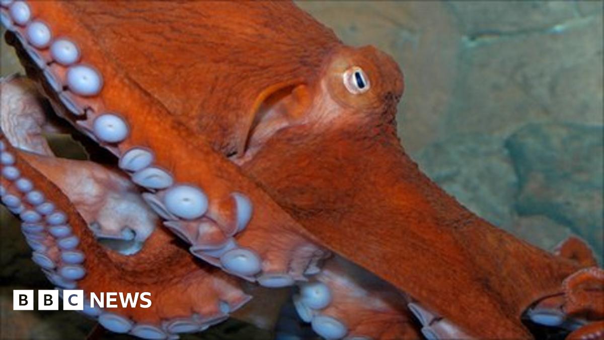 Fishy ice lollies help giant octopus Mr Tickle hunt - BBC News