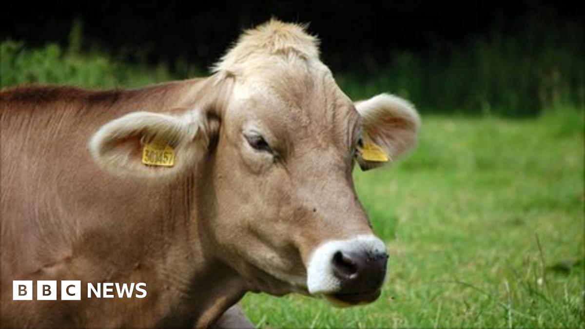 Pedometers to record Cumbria cows' behaviour - BBC News