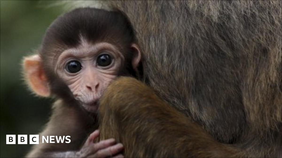 Infant stress in monkeys has life-long consequences - BBC News