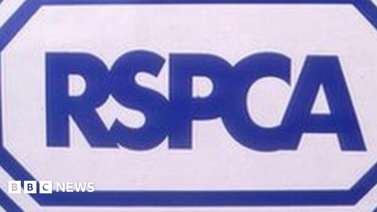 Rabbits killed in despicable 'spade' attack in Newark - BBC News