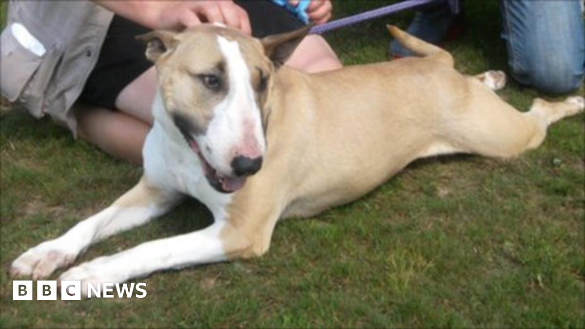 Cornish K9 dog rescue charity at 'saturation level' - BBC News