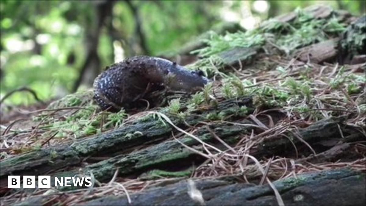 Slug discovery reveals valuable ancient Manx woodland - BBC News