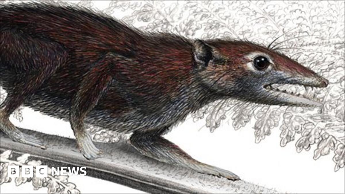 Fossil redefines mammal history - BBC News