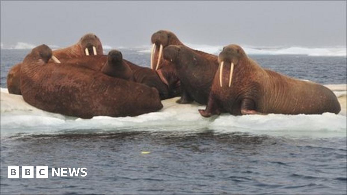 Arctic sea routes open as ice melts - BBC News