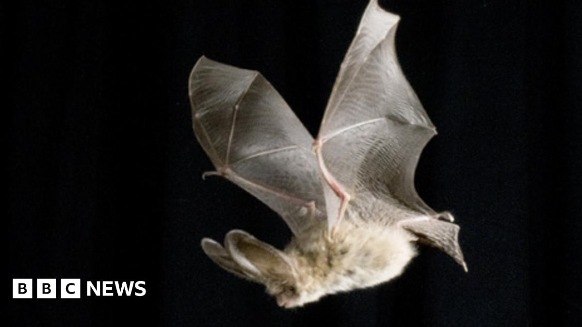 Bat Conservation Trust in Scotland seeks new carers - BBC News