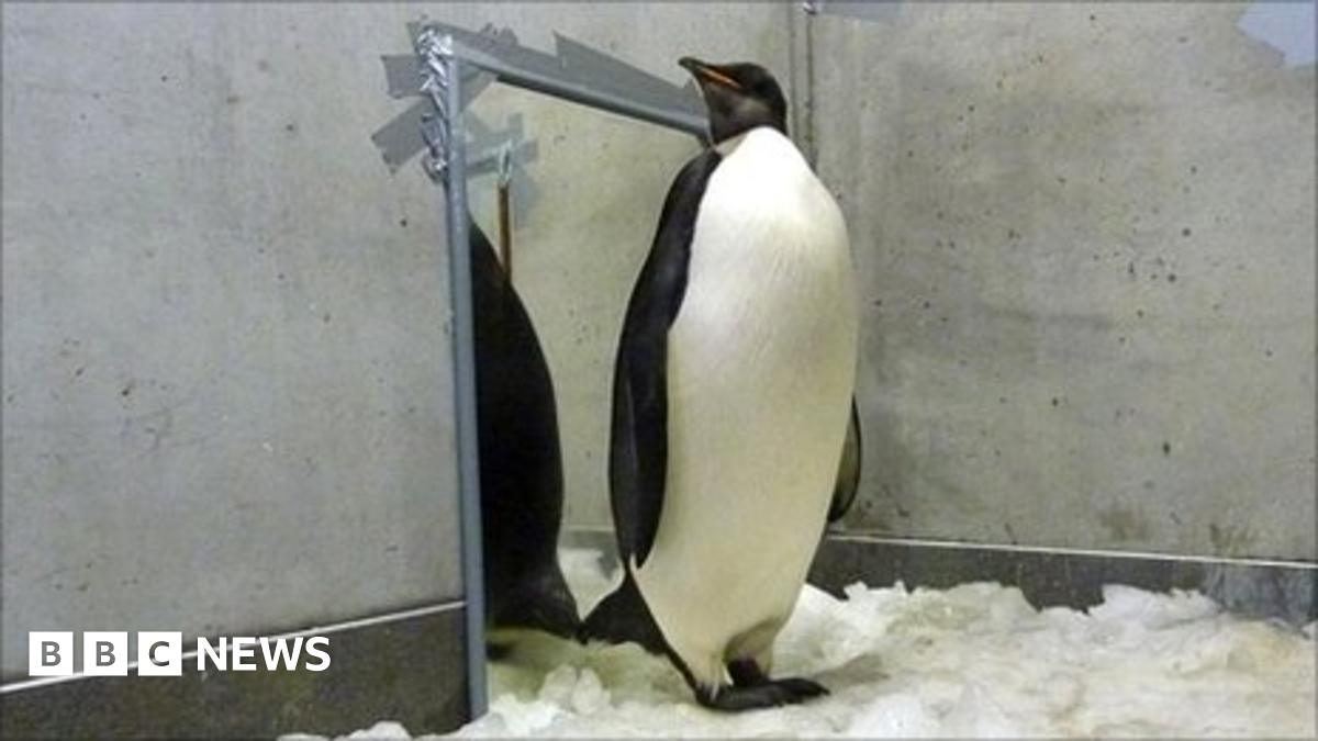 New Zealand's farewell to lost penguin Happy Feet - BBC News