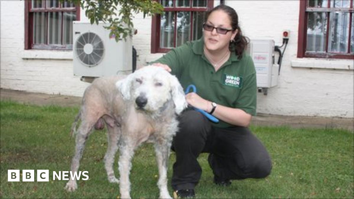 Dog neglect: 'Worst case' ever seen at Cambridgeshire centre - BBC News