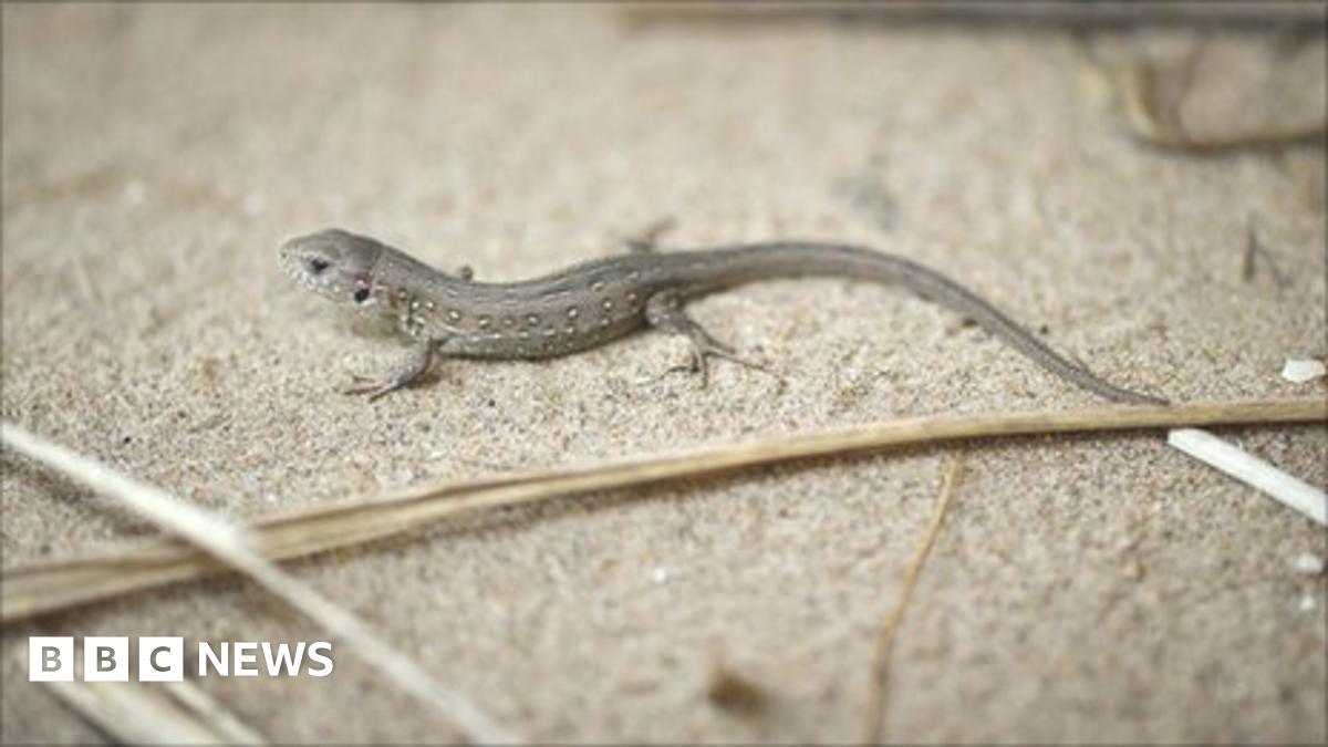 Sand lizards bred at Chester Zoo return to Ynyslas - BBC News