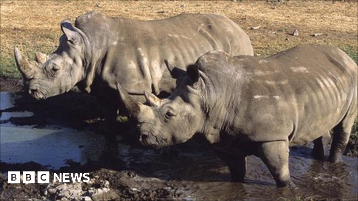 Endangered species set for stem cell rescue - BBC News