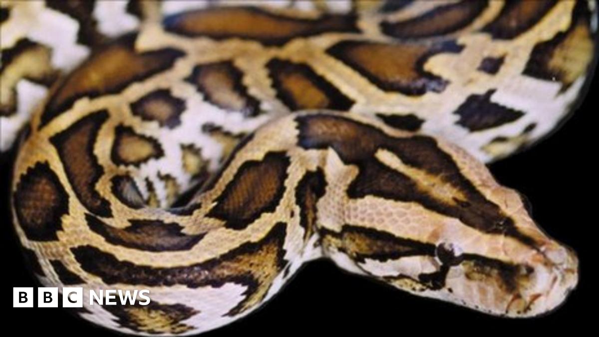 California man arrested for biting pet python twice - BBC News