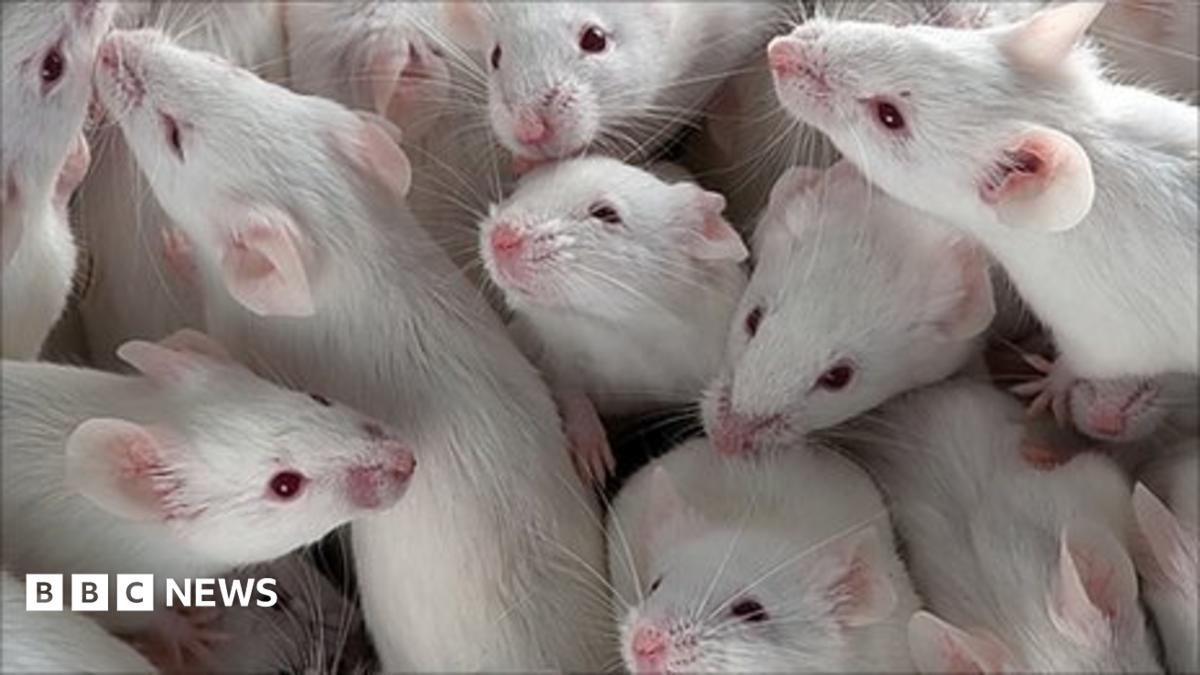 Socialising enhances fat conversion and loss in mice - BBC News