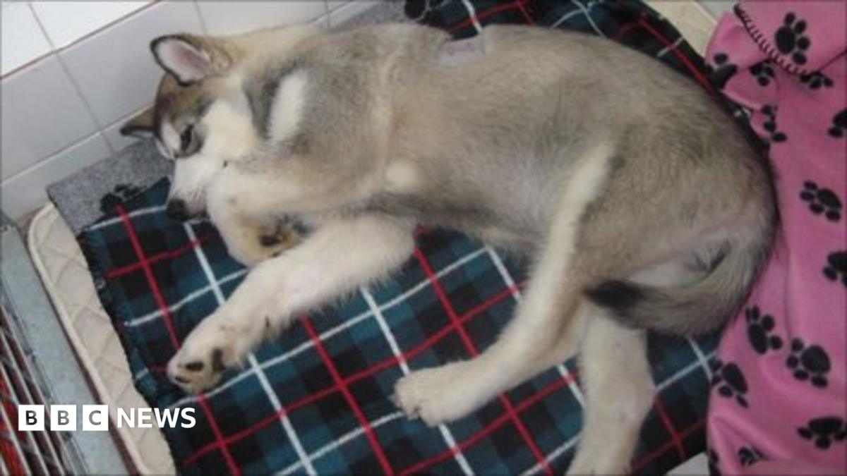 Appeal over 'sickening' puppy attack in Glasgow - BBC News