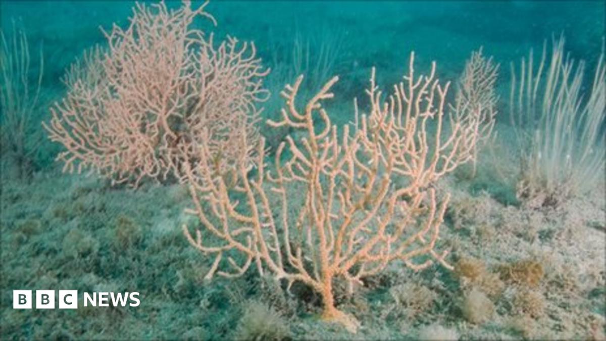 Studland to Portland reefs to get special protection - BBC News