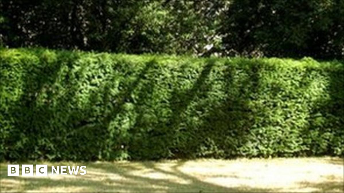 High hedge bill is intended to reduce disputes - BBC News
