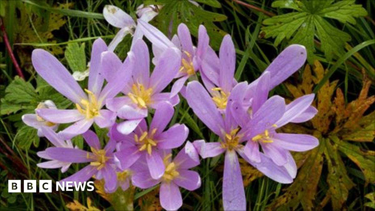 British flowers are the source of a new cancer drug - BBC News