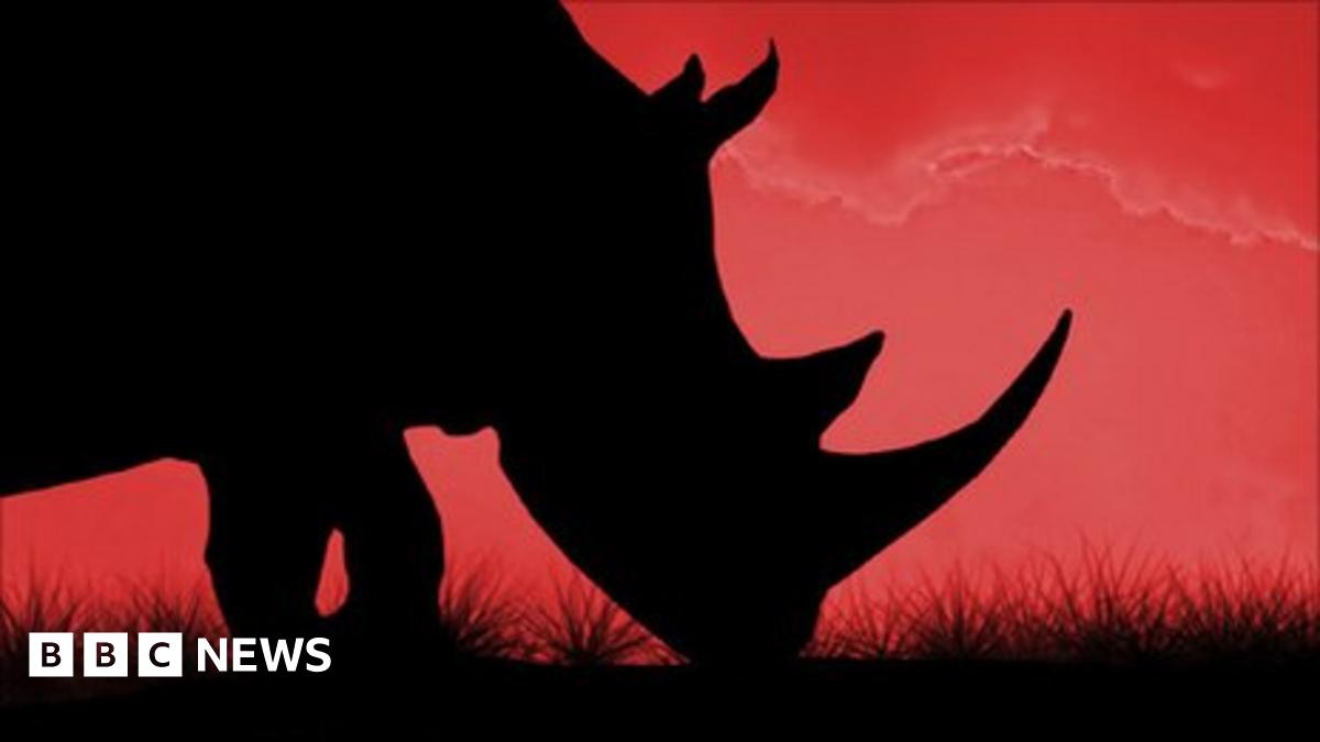 How to artificially inseminate a rhino - BBC News