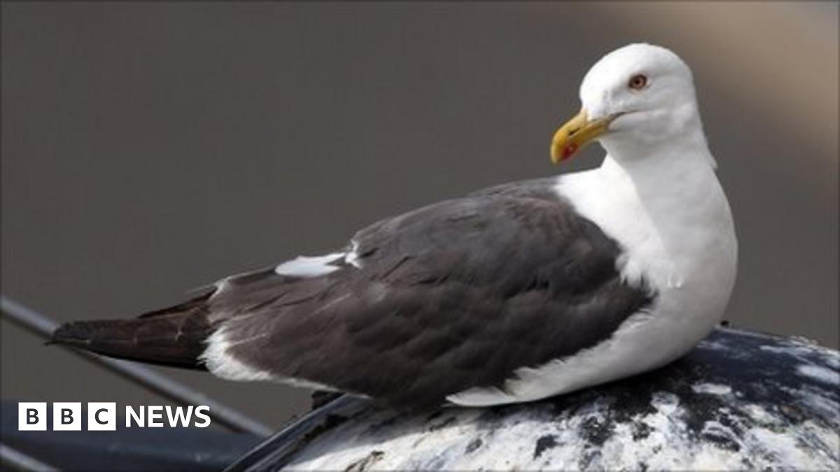 Somerset council reports success in gull treatment - BBC News