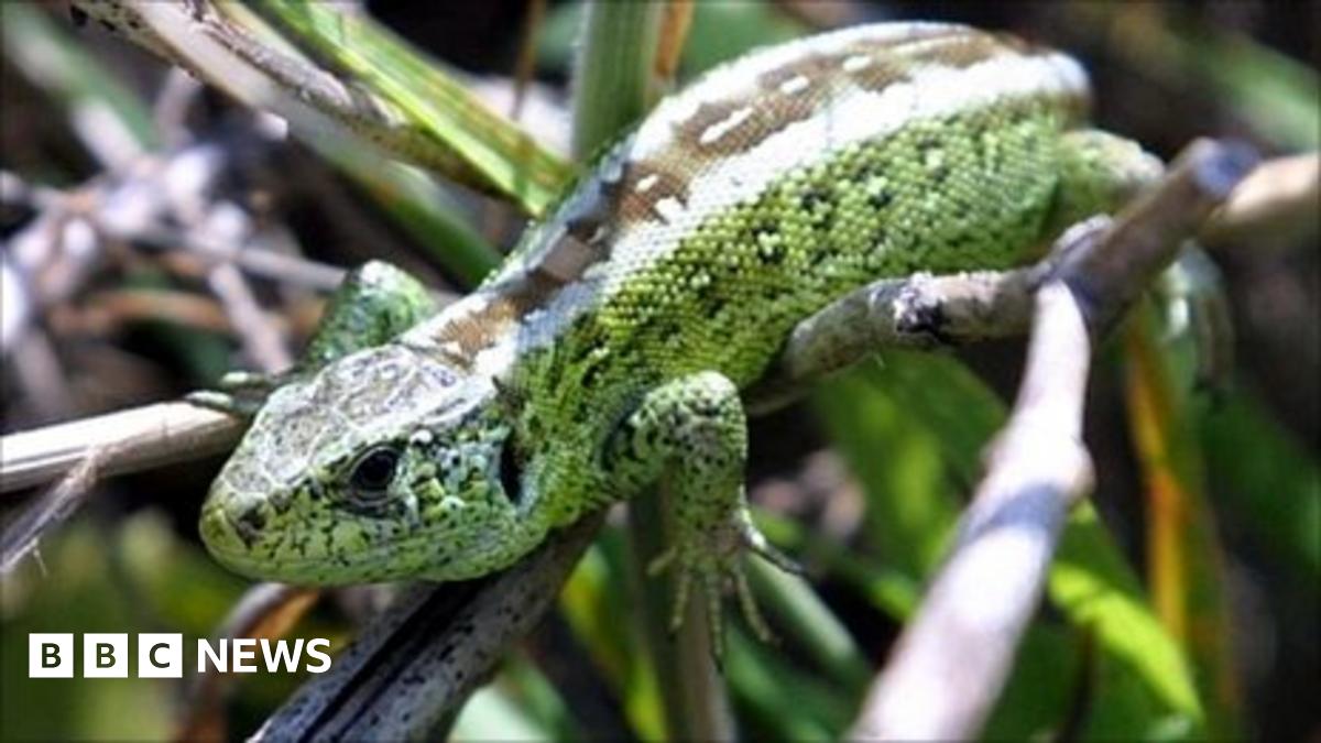 Eighty rare sand lizards released at Hengistbury Head - BBC News