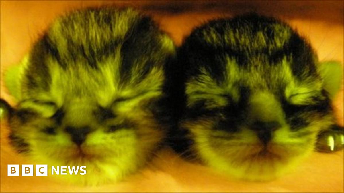 Glowing cats shed light on Aids - BBC News