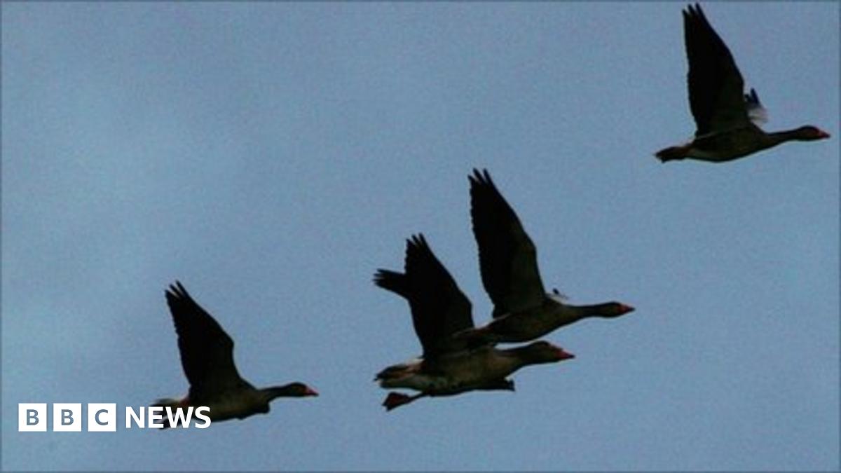 Isles MSP backs shooting geese to help protect crops - BBC News