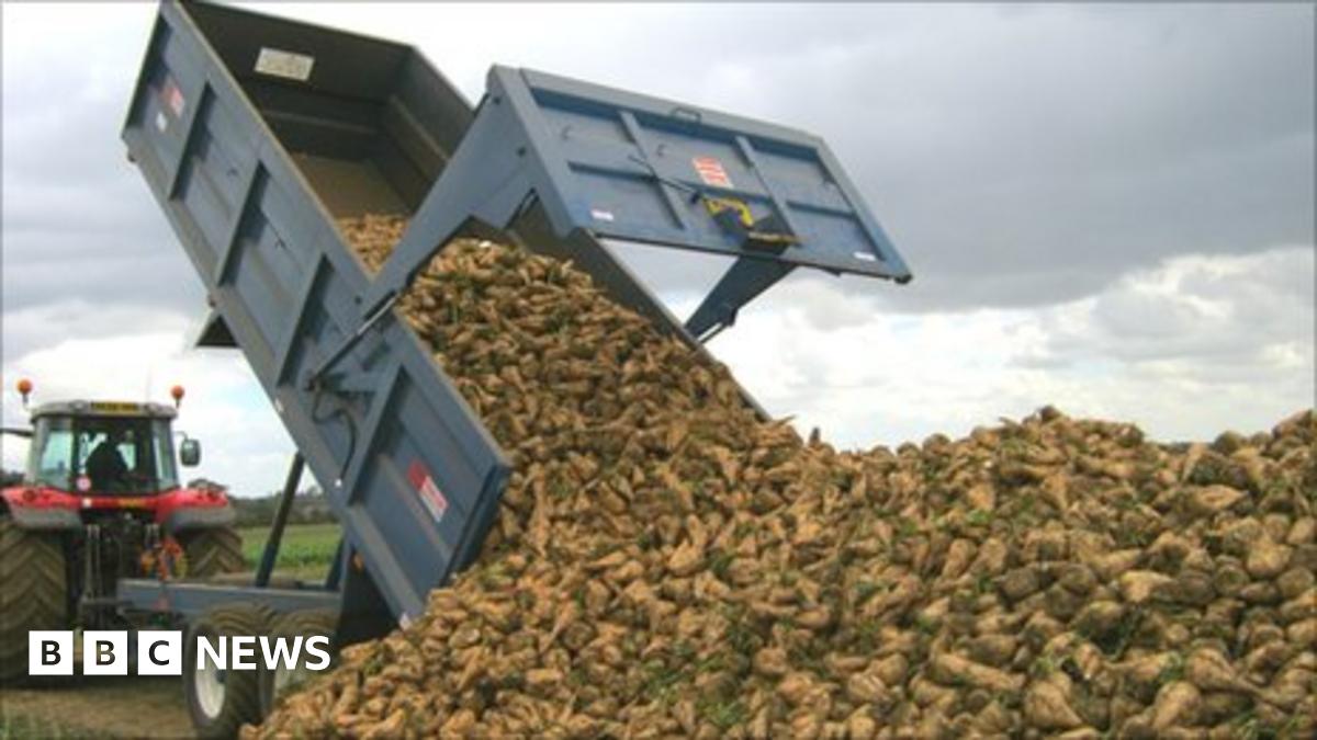 Sugar beet production starts early due to wet weather - BBC News