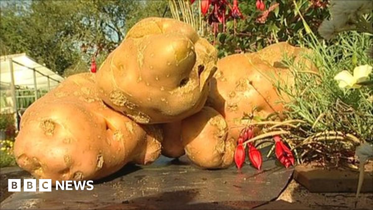 Nottinghamshire gardener grows world's heaviest potato - BBC News