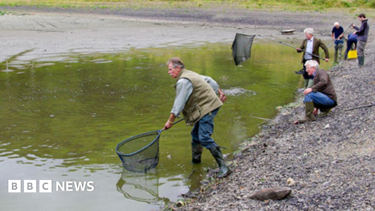 Shropshire anglers rescue dying fish - BBC News
