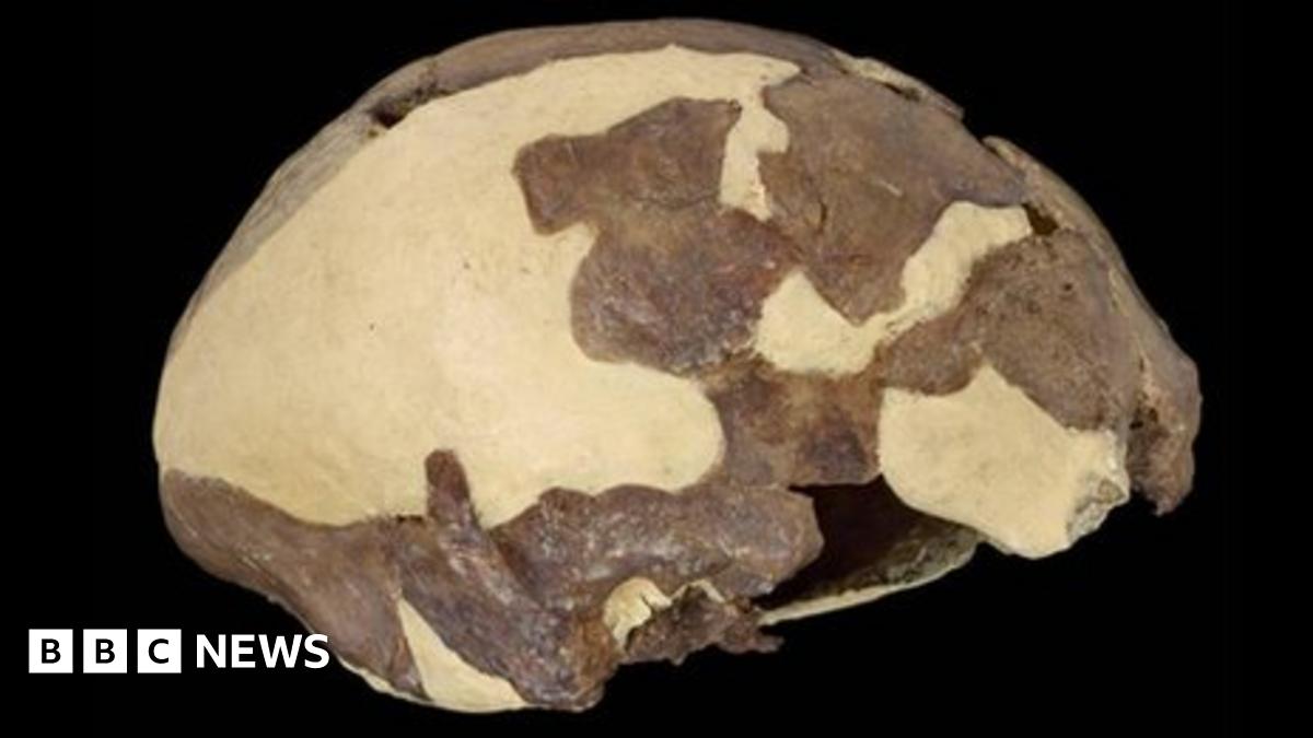 Skull points to a more complex human evolution in Africa - BBC News