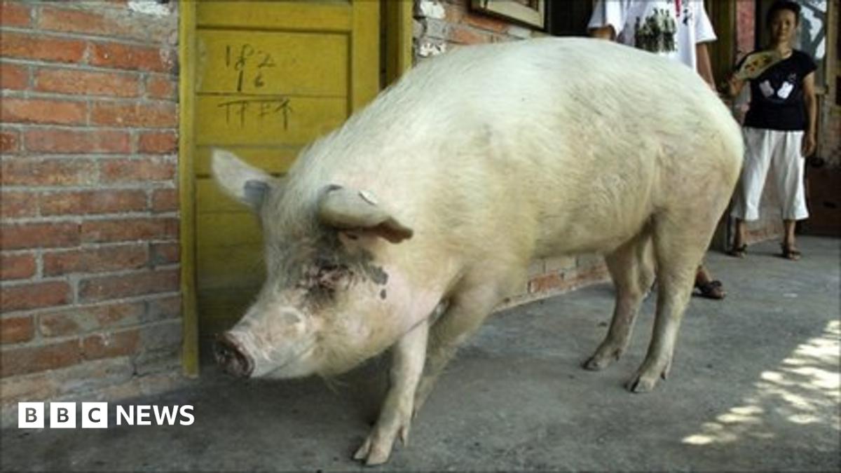 China 'clones castrated pig who survived 2008 earthquake' - BBC News