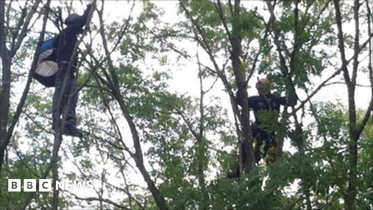 Sussex paraglider stuck in tree is rescued - BBC News