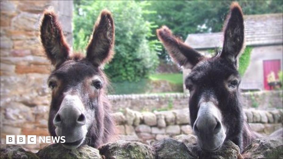 Donkey duo retire from Northumberland attraction after 20 years - BBC News