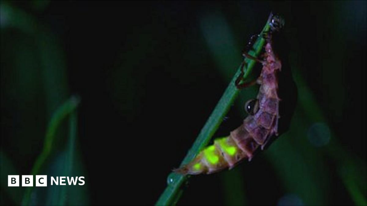 Glow worms at Cotswold Water Park almost quadruple - BBC News