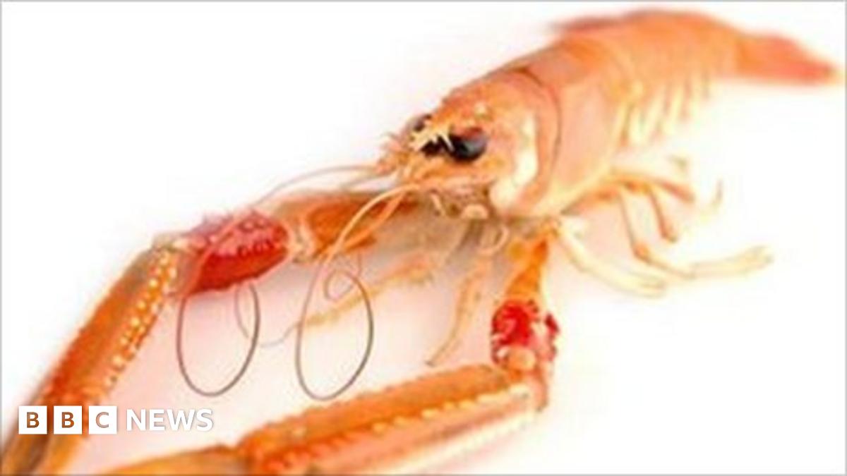 Scottish west coast prawns to be sold by Sainsbury's - BBC News