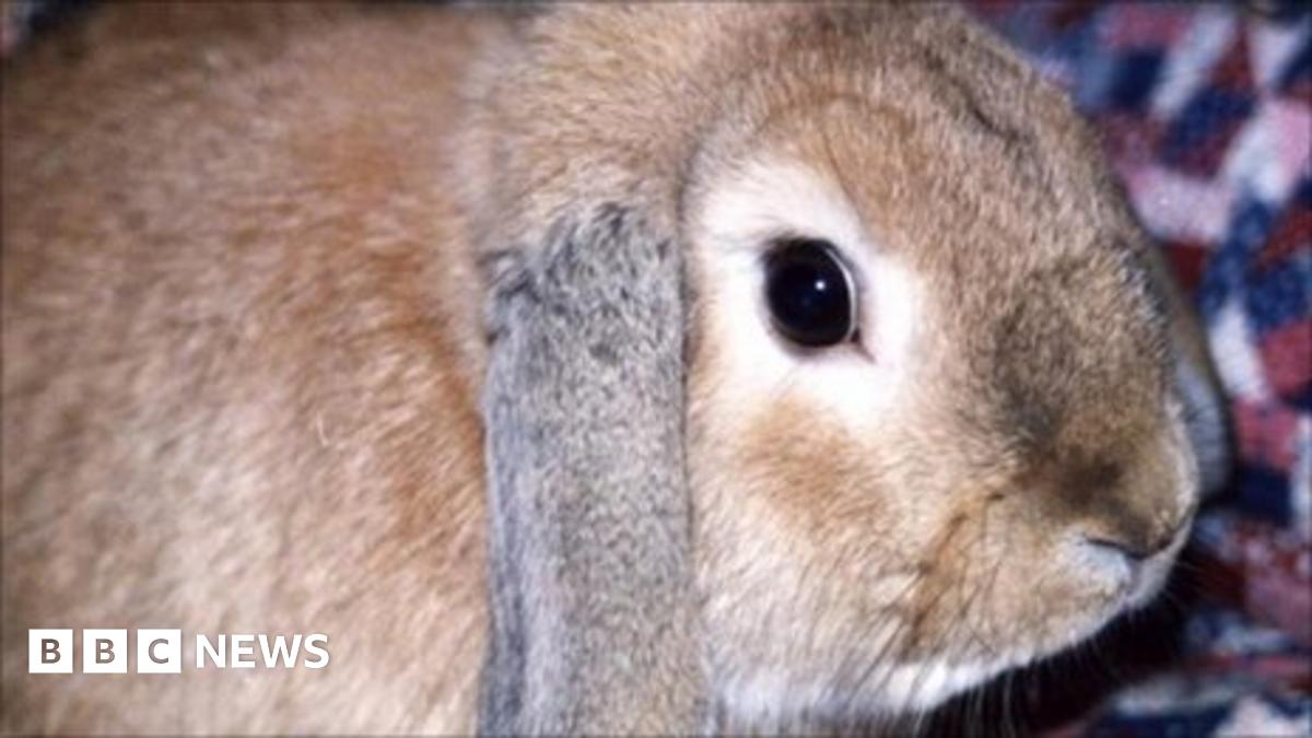 Inverness woman's five-year pet ban for rabbit neglect - BBC News