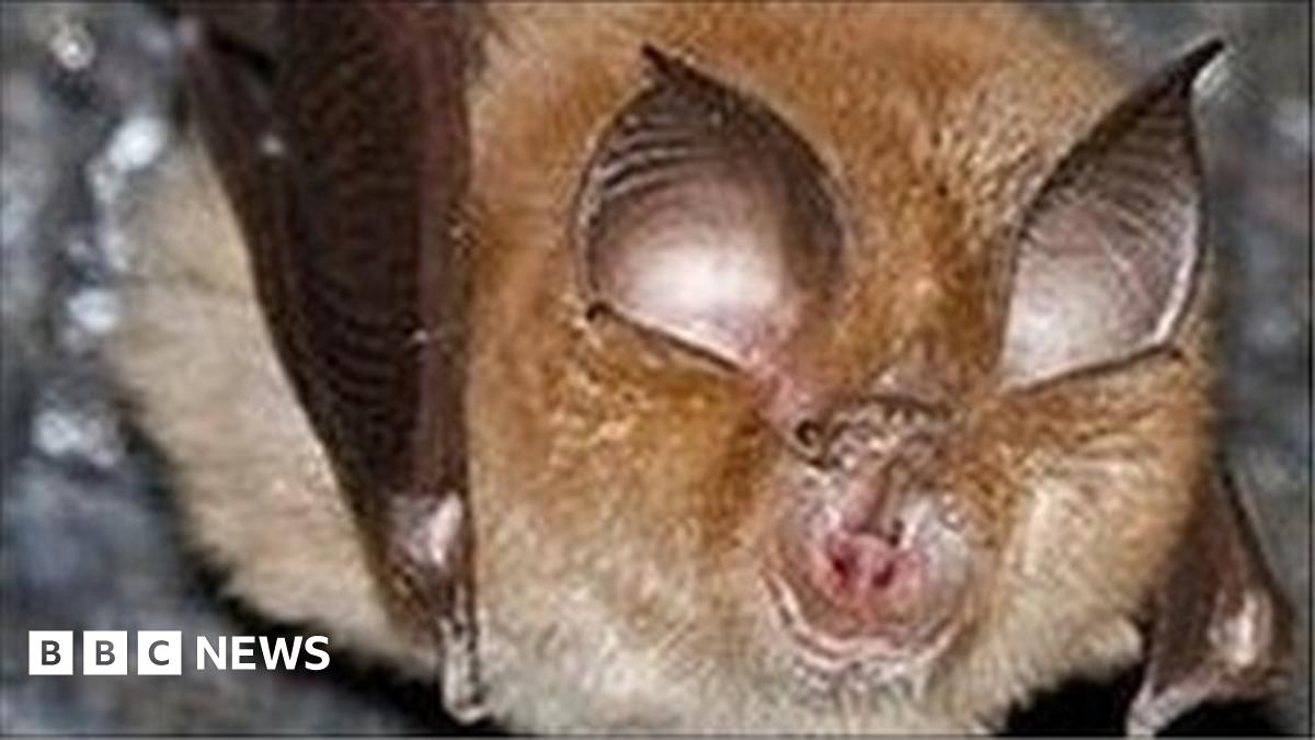 £650k 'bat bridge' in Porthmadog criticised - BBC News