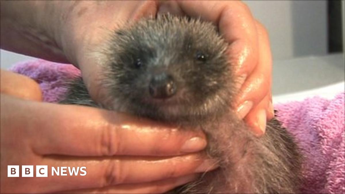 Hedgehog recovers from tar attack - BBC News